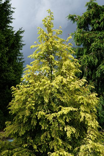 Tsuga canadensis 'Golden Splendor' | Golden Splendor Canadian Hemlock ...