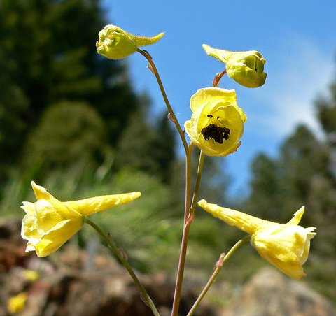 Delphinium luteum | Yellow Larkspur| plant lust