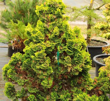 Chamaecyparis obtusa 'Nana Lutea' | Chamaecyparis 'Nana Lutea ...