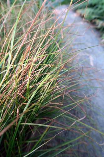 Carex pensylvanica | Common Oak Sedge | Pennsylvania Sedge| plant lust