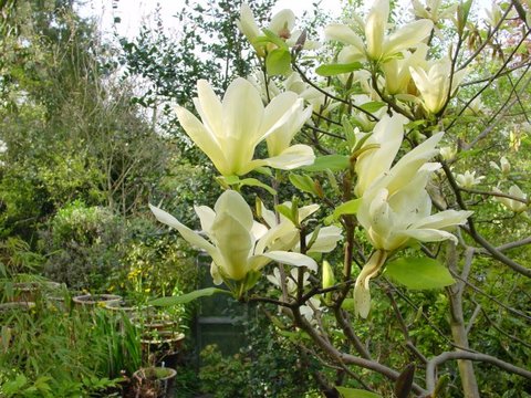 Magnolia 'Elizabeth' | Magnolia acuminata x denudata 'Elizabeth ...