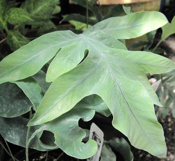 Phlebodium - Alchetron, The Free Social Encyclopedia