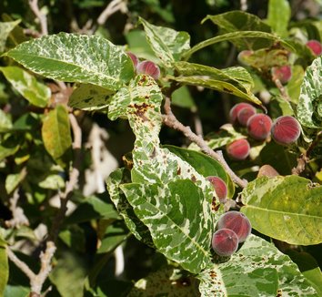 Ficus aspera | Variegated Clown Fig | Mosaic Fig| plant lust