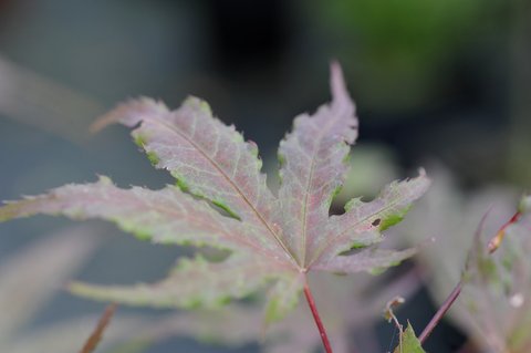 Acer palmatum 'Purple Ghost' | Japanese Maple| plant lust