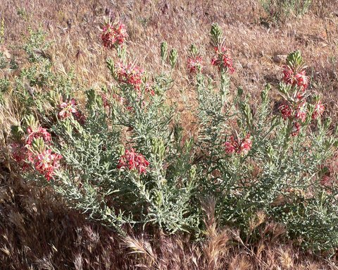 Gaura coccinea | Scarlet Beeblossom | Scarlet Gaura | Linda Tarde ...