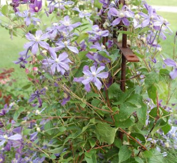 Clematis 'Arabella'| plant lust