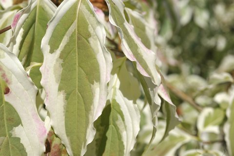 Cornus kousa 'Summer Fun' | Chinese Dogwood | Summer Fun' Chinese ...