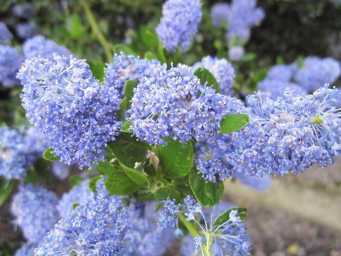 Ceanothus 'Victoria' | Ceanothus impressus 'Victoria' | Ceanothus ...