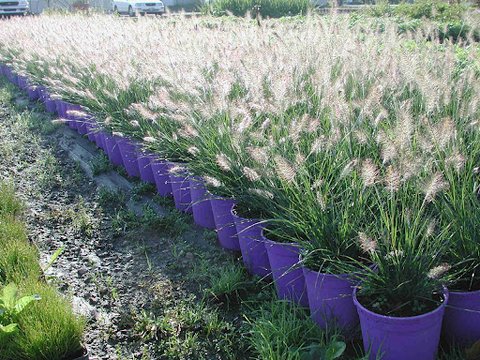 Pennisetum alopecuroides 'Piglet' | Piglet Dwarf Fountain Grass| plant lust
