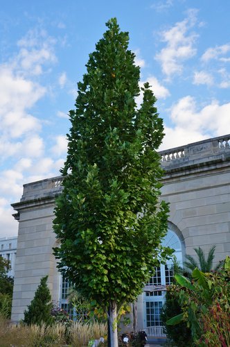 Liriodendron tulipifera 'Fastigiatum' | Liriodendron tulipifera 'Arnold ...
