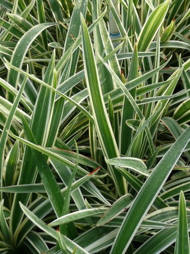 Dianella tasmanica 'Variegata' | Tasmanian Flax Lily| plant lust