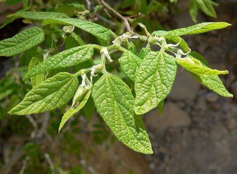 Celtis reticulata | Netleaf Hackberry | Western Hackberry | Douglas ...