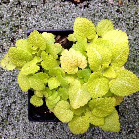 Lamium maculatum 'Aureum' | Aureum Creeping Lamium | Golden Dead Nettle ...