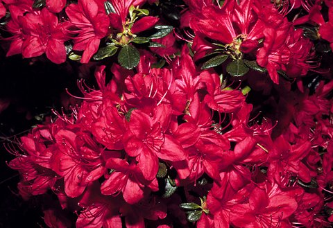 Stewartstonian Azalea | Azalea 'Stewartstonian' | Rhododendron ...