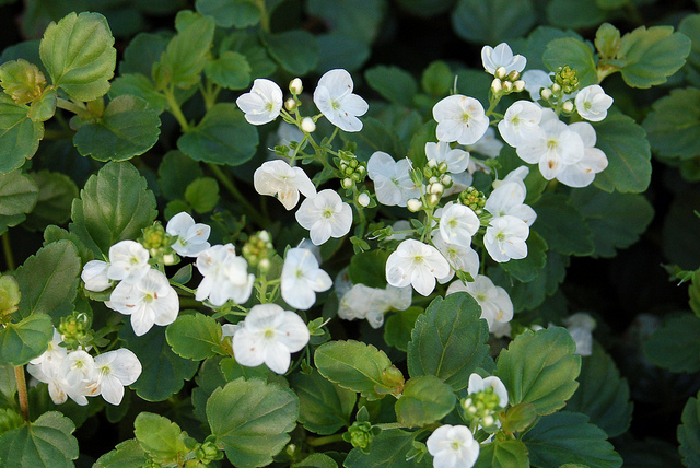 Veronica Whitewater- a creeping perennial groundcover, perfect for ...