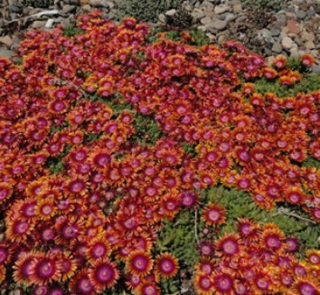 Delosperma 'Fire Spinner' | Delosperma 'P001S' | Fire Spinner Perennial ...