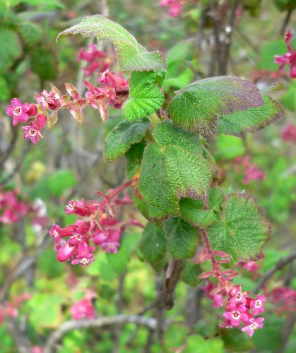 Ribes malvaceum | Pink Chaparral | Chaparral Currant| plant lust