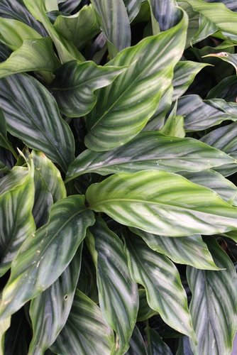 Alpinia pumila | Silver Lance Dwarf Ginger| plant lust