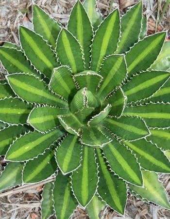 Agave lophantha 'Splendida' | Splendida Hardy Century Plant| plant lust