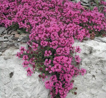 Thymus praecox 'Coccineus' | Coccineus Red Thyme | Coccineus Red ...