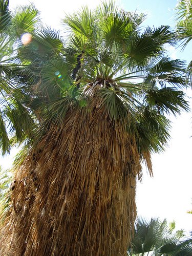 Washingtonia filifera | Washingtonia filibusta | California Fan Palm ...