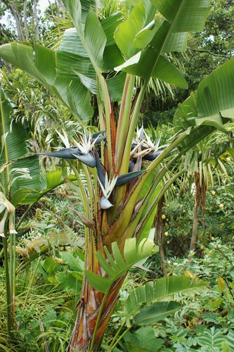 Strelitzia nicolai | White Bird of Paradise | Bird of Paradise Tree ...