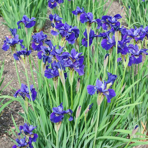 Iris sibirica 'Ruffled Velvet' | Ruffled Velvet Siberian Iris| plant lust