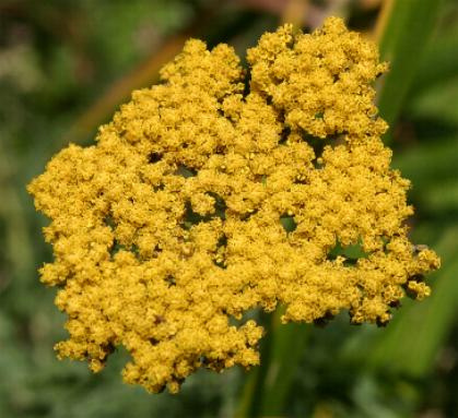 Achillea 'Coronation Gold' | Coronation Gold Yarrow| plant lust