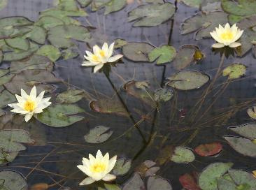Nymphaea 'Pygmaea Helvola' | Nymphaea 'Helveola' | Helveola Miniature ...