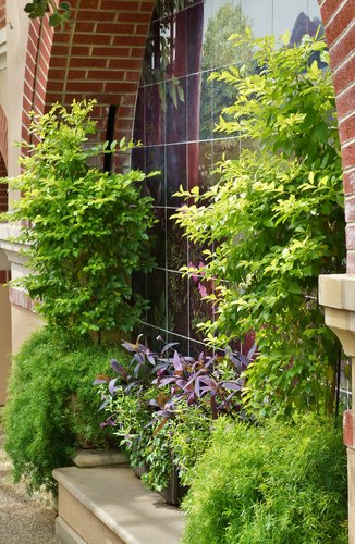 Duranta erecta 'Cuban Gold' | Duranta repens 'Cuban Gold' | Duranta ...