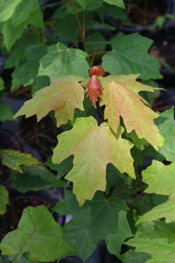 Acer saccharum subsp. skutchii | Cloud Forest Sugar Maple | Mexican ...