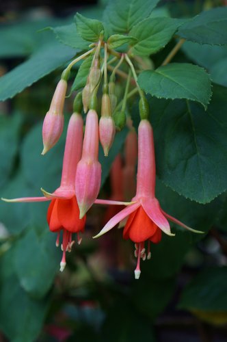Fuchsia 'Swanley Yellow' | Fuchsia| plant lust