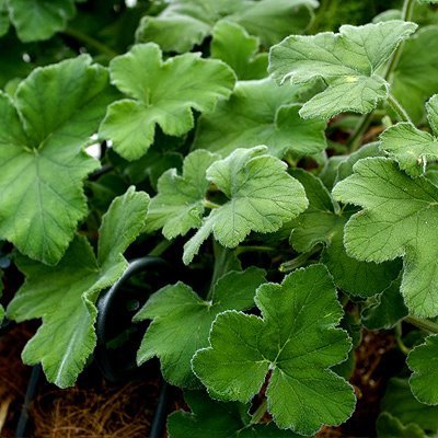 Pelargonium tomentosum | Pelargonium tomentosum 'Peppermint ...