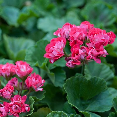 Pelargonium x hortorum 'Pink Rosebud' | Fish Geranium | Horseshoe ...