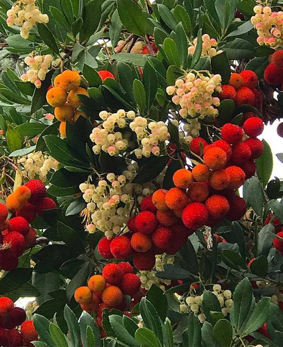 Arbutus unedo 'Elfin King' | Strawberry Tree| plant lust
