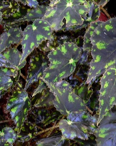 Begonia bowerae | Begonia boweri | Begonia bowerae 'Mini Eyelash ...