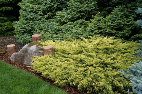 Juniperus horizontalis 'Lime Glow' | Juniperus horizontalis 'Limeglow ...