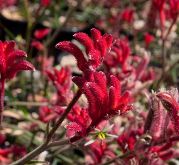 Devil Flower Plant
