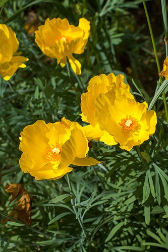 Hunnemannia fumariifolia 'Sunlite' | Sunlite Mexican Poppy | Mexican ...