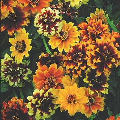 Zinnia haageana 'Old Mexico' | Old Mexico Mexican Zinnia| plant lust
