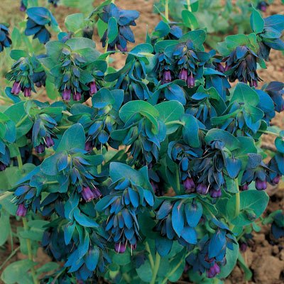 Cerinthe major 'Kiwi Blue' | Cerinthe major var. purpurescens 'Kiwi Blue' | Kiwi Blue Honeywort ...