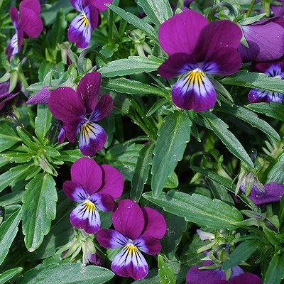 Viola 'Prince Henry' | Viola cornuta 'King Henry' | Viola 'Blue Elf ...