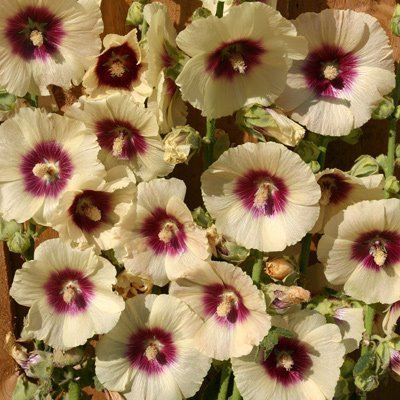 Alcea rosea 'Halo Cream' (Halo Series) | Alcea rosea 'Halo Cream ...