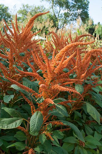 Amaranthus hypochondriacus 'Chinese Giant Orange' | Chinese Giant ...