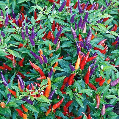 Sangria Ornamental Pepper | Capsicum annuum 'Sangria'| plant lust