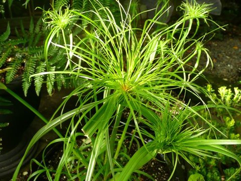 Cyperus papyrus | Cyperus 'Giant Egyptian' | Cyperus papyrus 'Giganteus ...