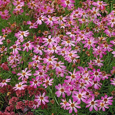Coreopsis 'Pink Sapphire' PP24288 | Coreopsis x 'Pink Sapphire' | Pink ...