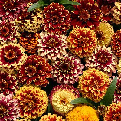 Zinnia haageana Aztec Sunset Mix | Zinnia haageana 'Aztec Sunset ...