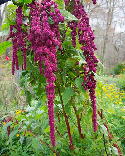 Amaranthus caudatus var. gibbosus | Amaranthus caudatus gibbosus ...