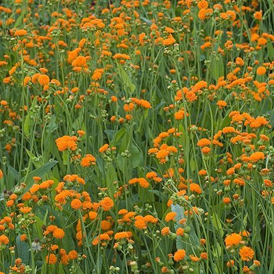 Emilia coccinea 'Irish Poet' | Emilia javanica 'Irish Poet' | Irish ...